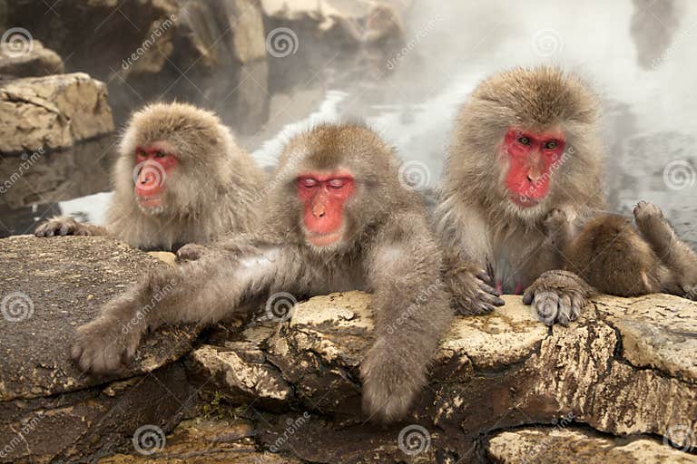 Spa monkeys stock photo. Image of snow, soothing, jigokudani - 22973970