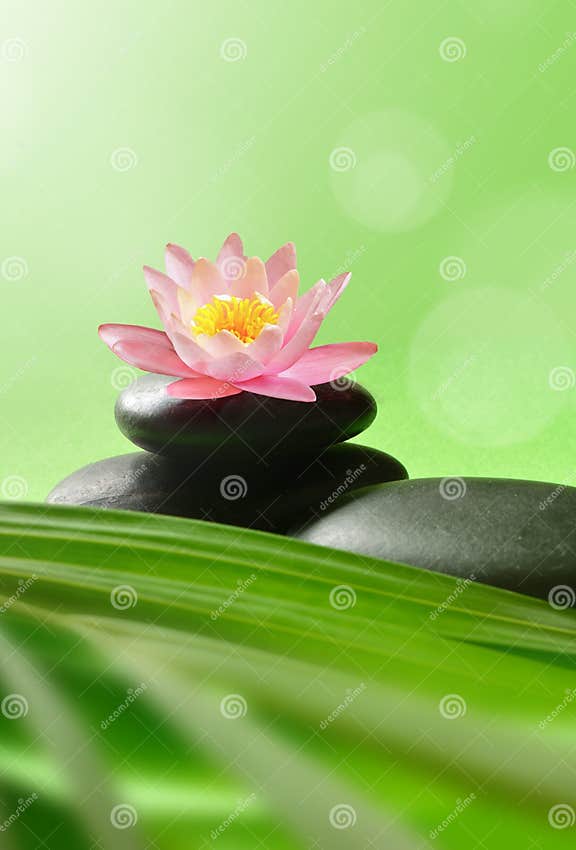 Spa Natural Alternative Therapy With Massage Stones And Waterlily Stock Image Image Of Lotus