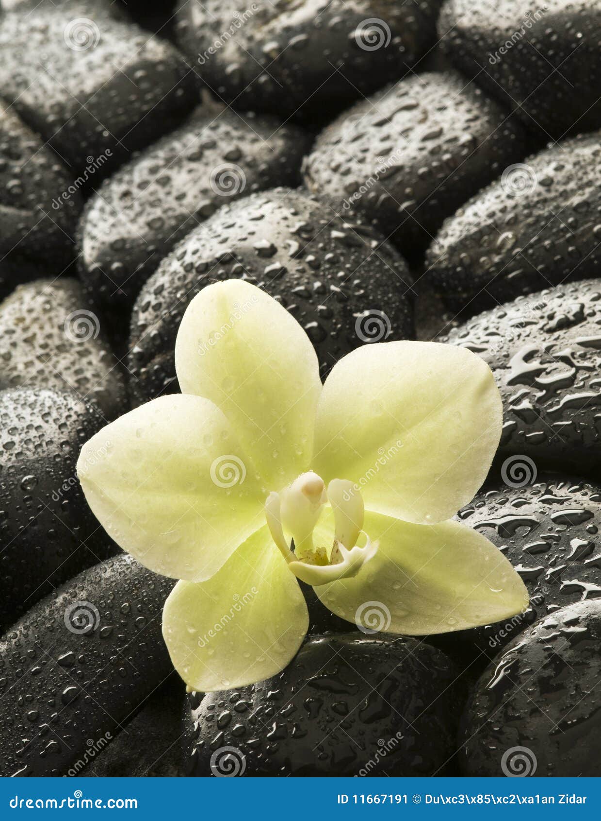 Spa orchid stock image. Image of close, white, cool, rain - 11667191