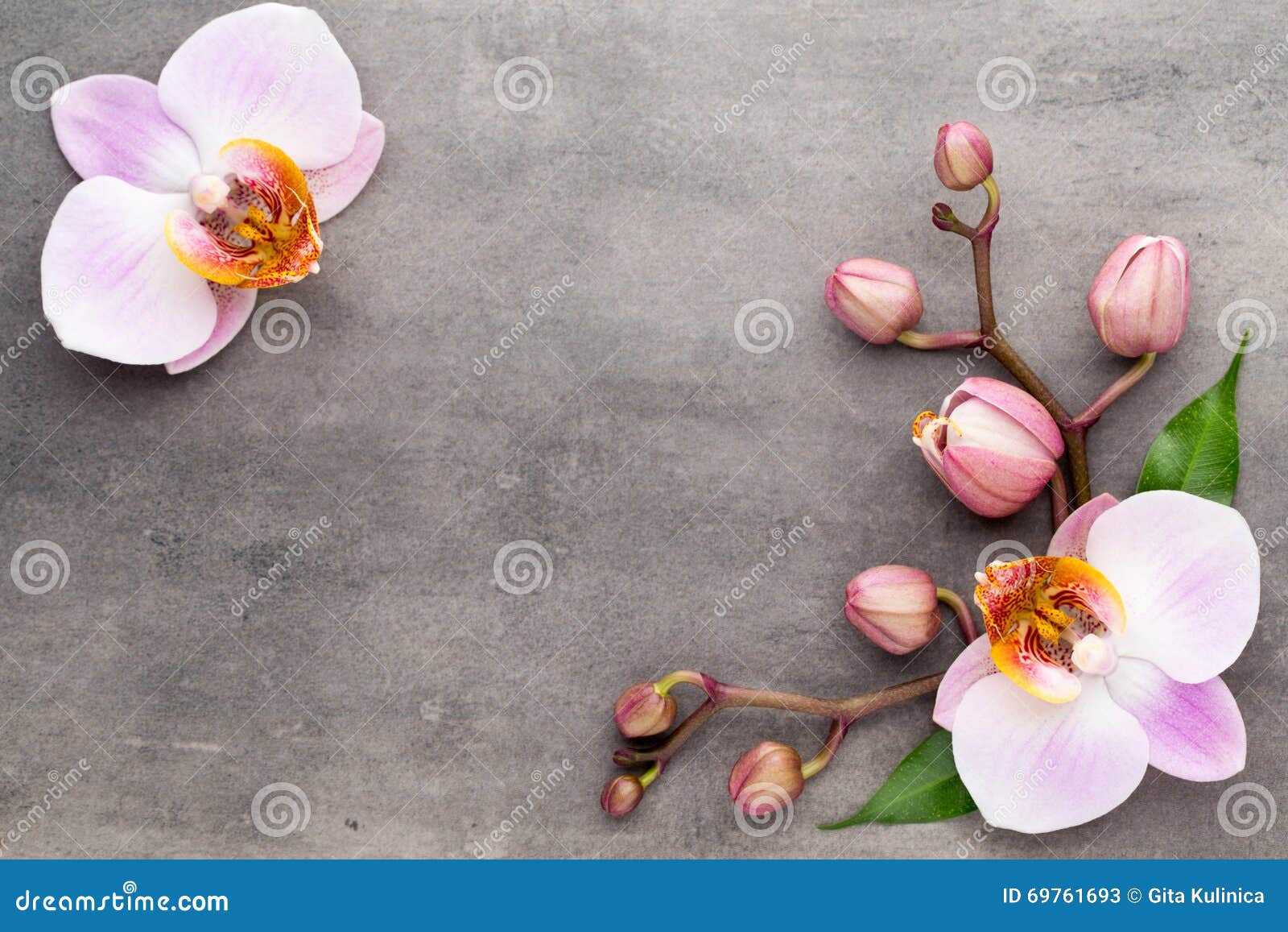 1,133 Orchid Theme Stock Photos - Free & Royalty-Free Stock Photos from ...