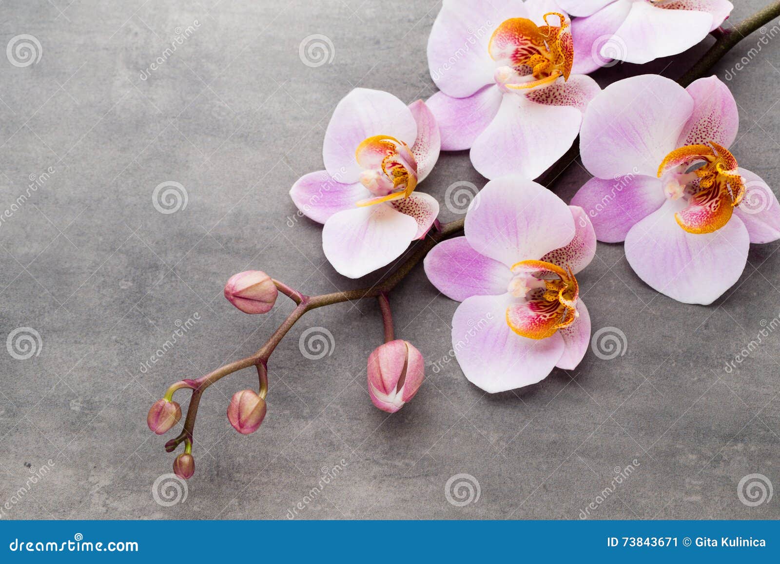 Spa Orchid Theme Objects on Grey Background. Stock Image - Image of ...