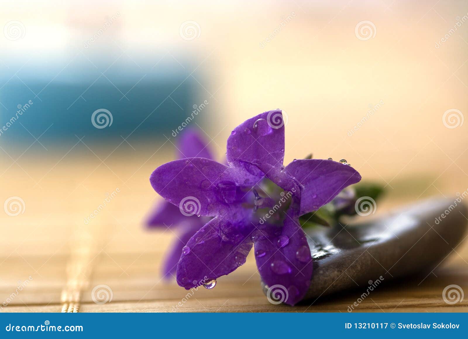 Spa purple flower stock image. Image of botanical, purple - 13210117