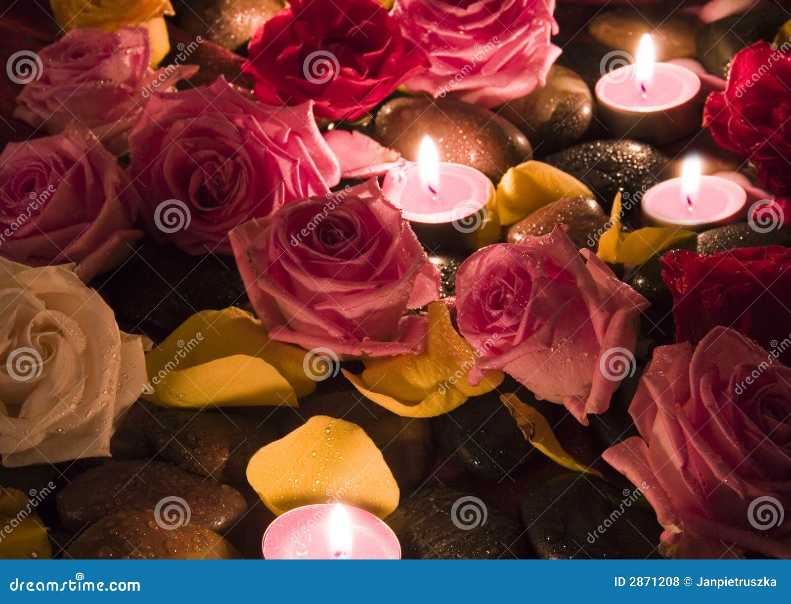 Spa roses stock photo. Image of drop, buds, flowering - 2871208