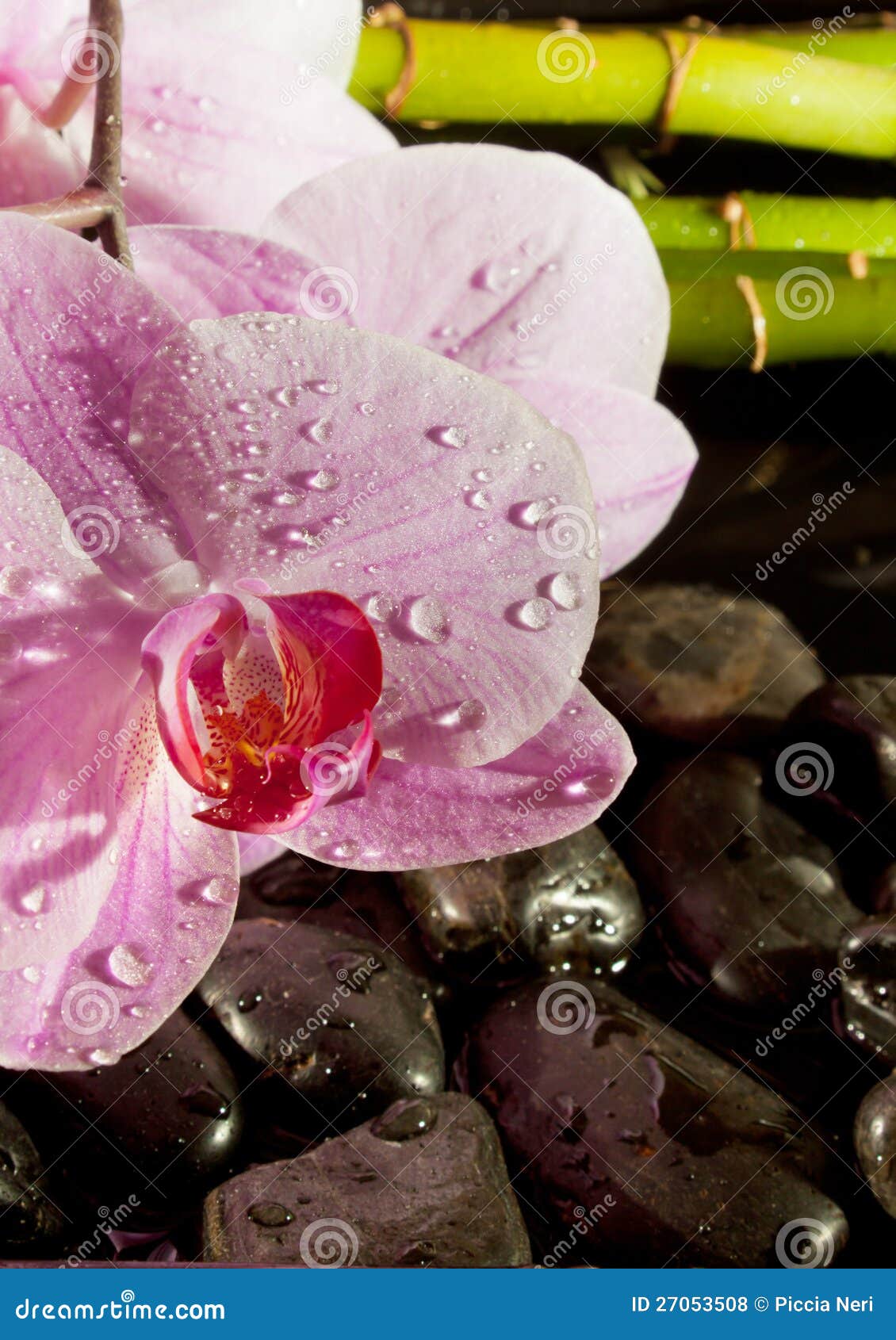 Spa Scene with Pink Orchid, Detail Stock Photo - Image of flower ...