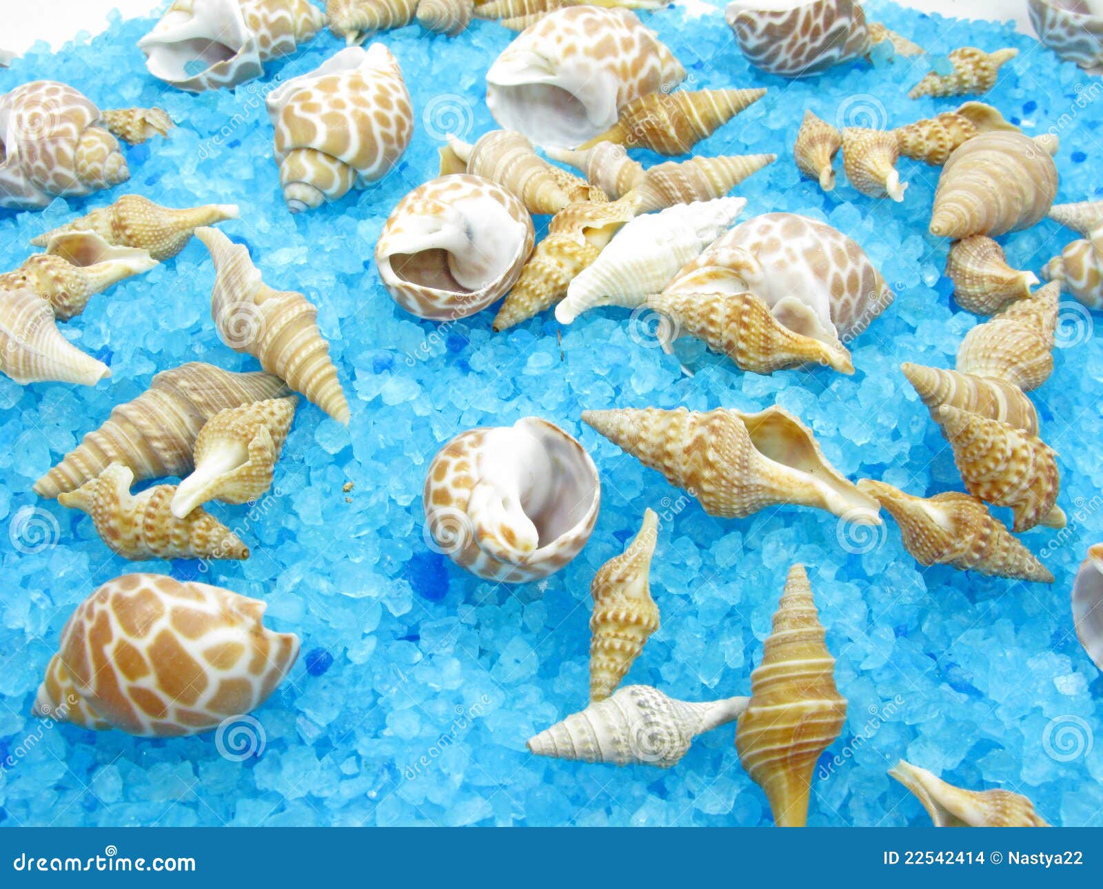 Spa sea shells and salt stock photo. Image of bath, salt - 22542414