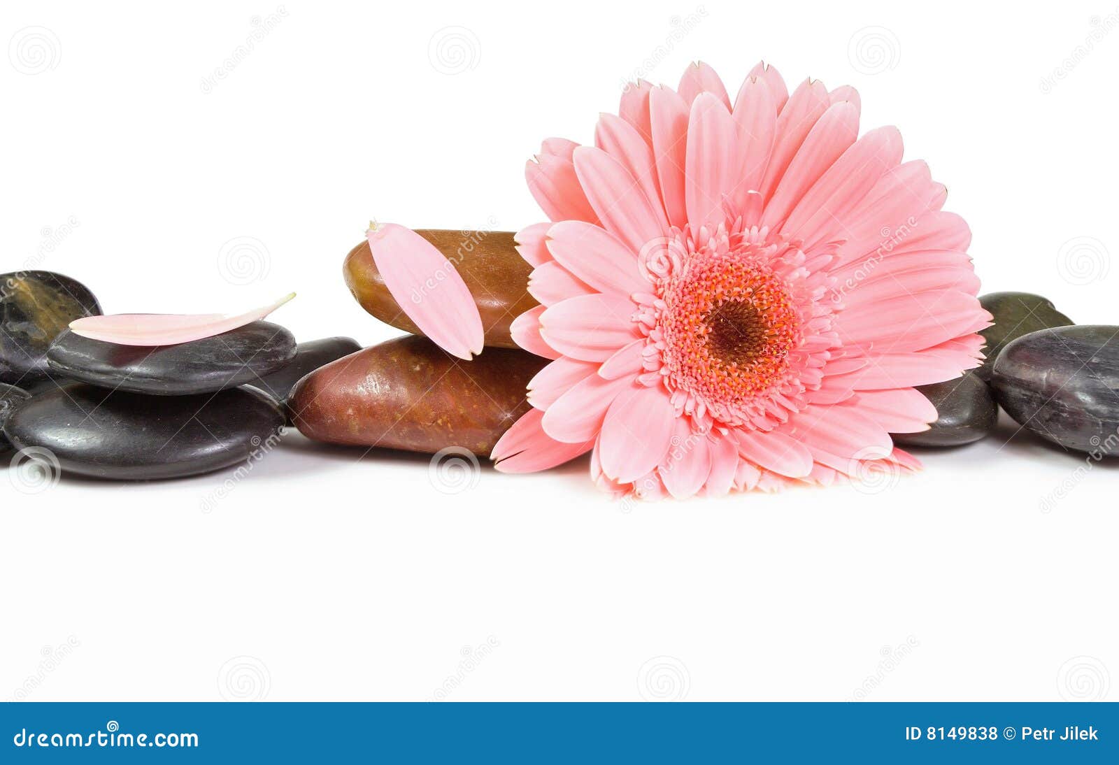 Spa stones and pink daisy stock photo. Image of cream - 8149838