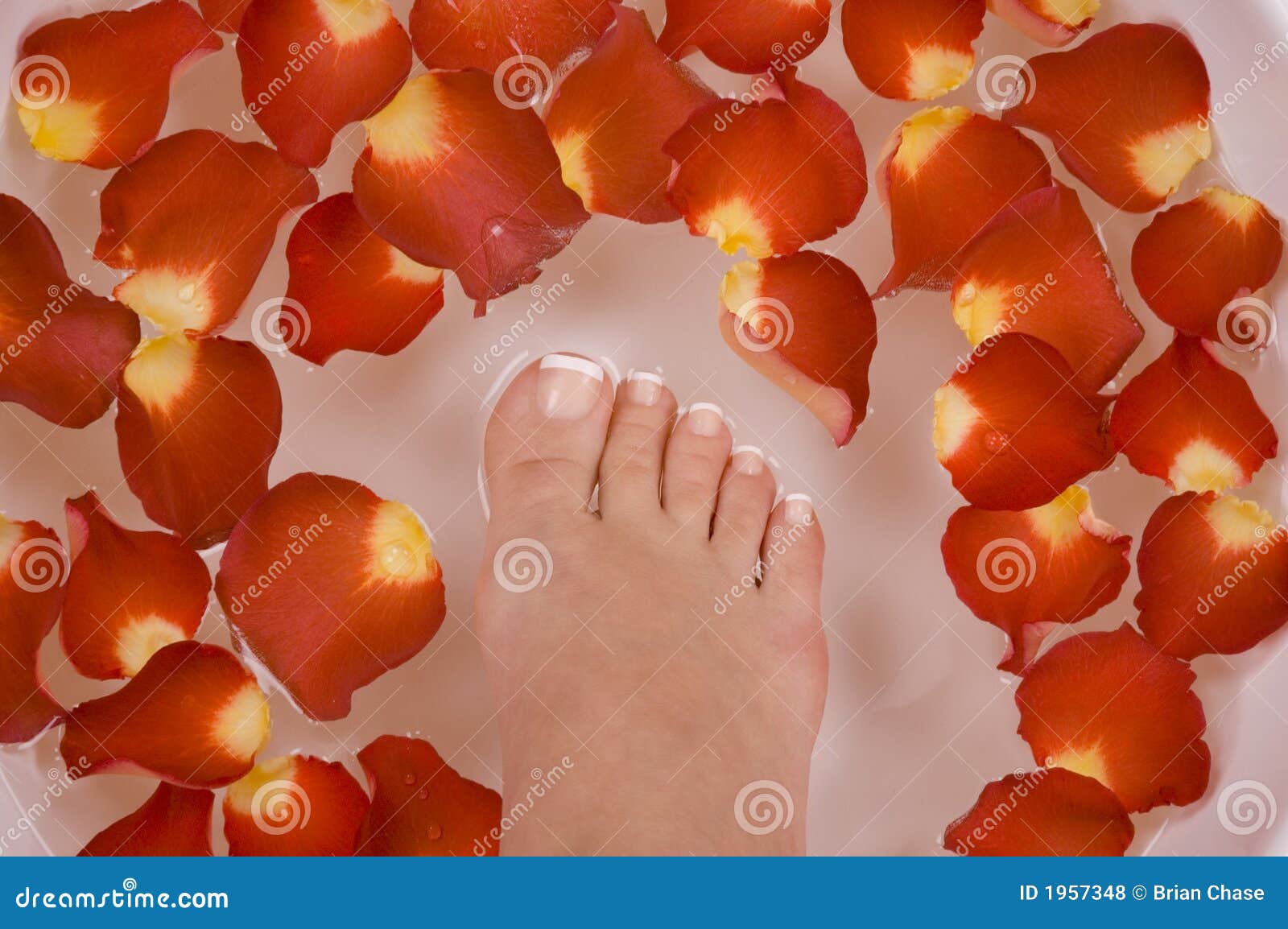 152 Rust Colored Rose Stock Photos - Free & Royalty-Free Stock Photos ...