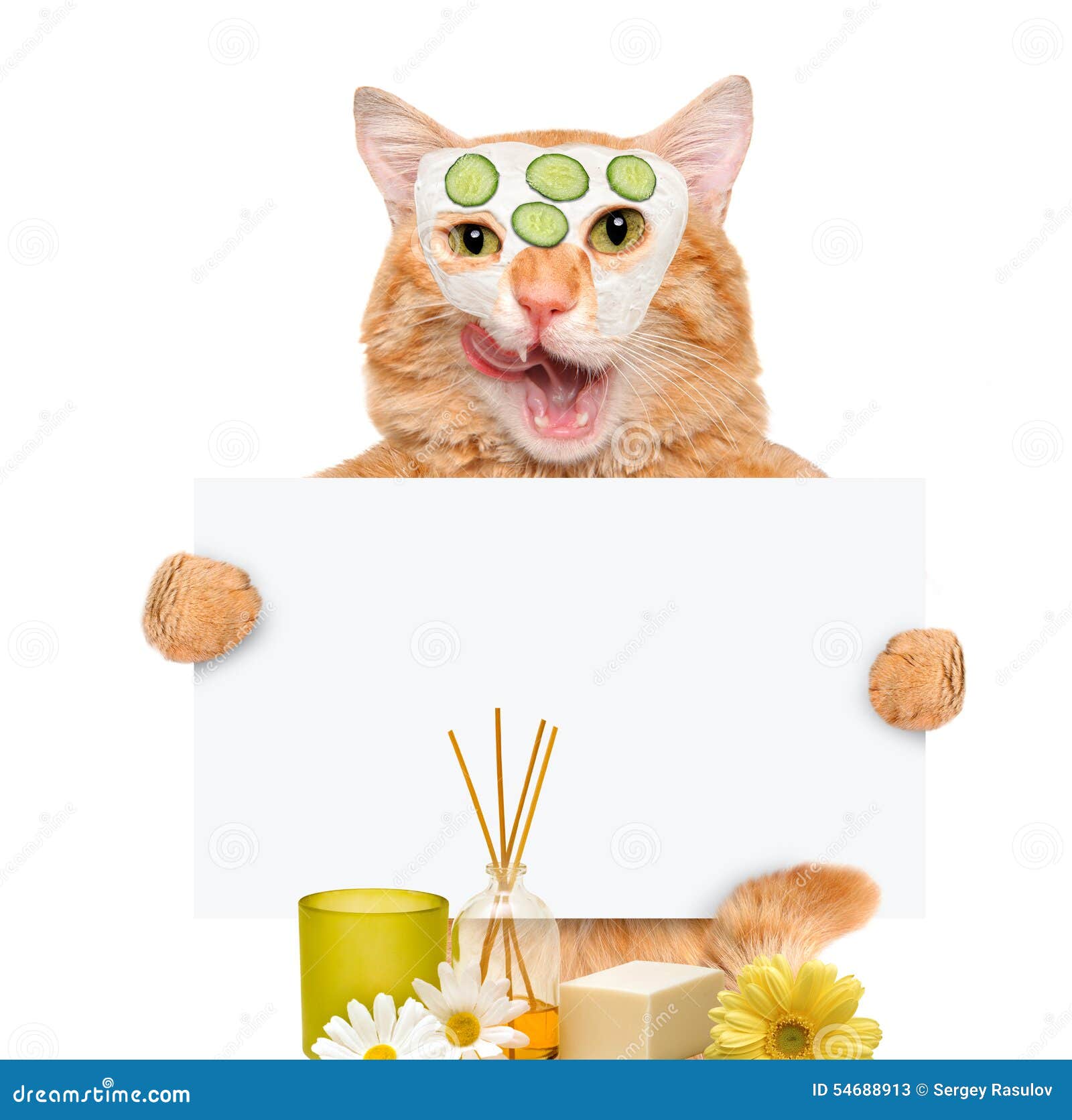 Spa wash cat . stock image. Image of health, beauty, clean - 54688913