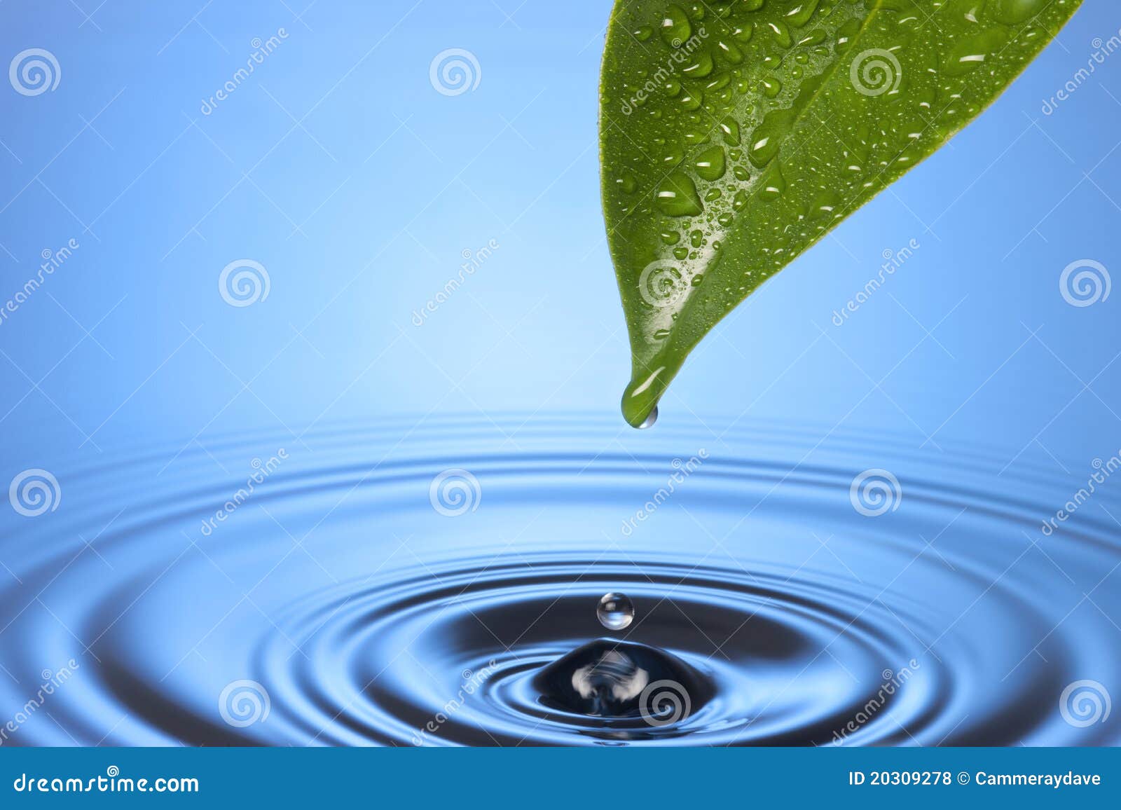 Spa Water Drop Leaf Ripples Stock Photo - Image of calm, detail: 20309278