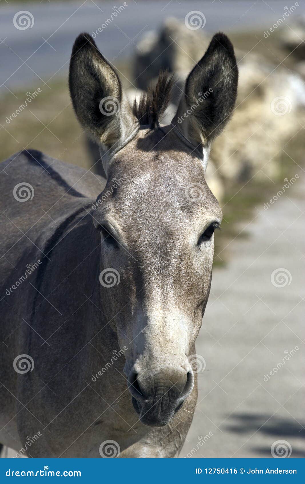 Spaanse ezel stock foto. Image of ezel, tropisch, antillen - 12750416