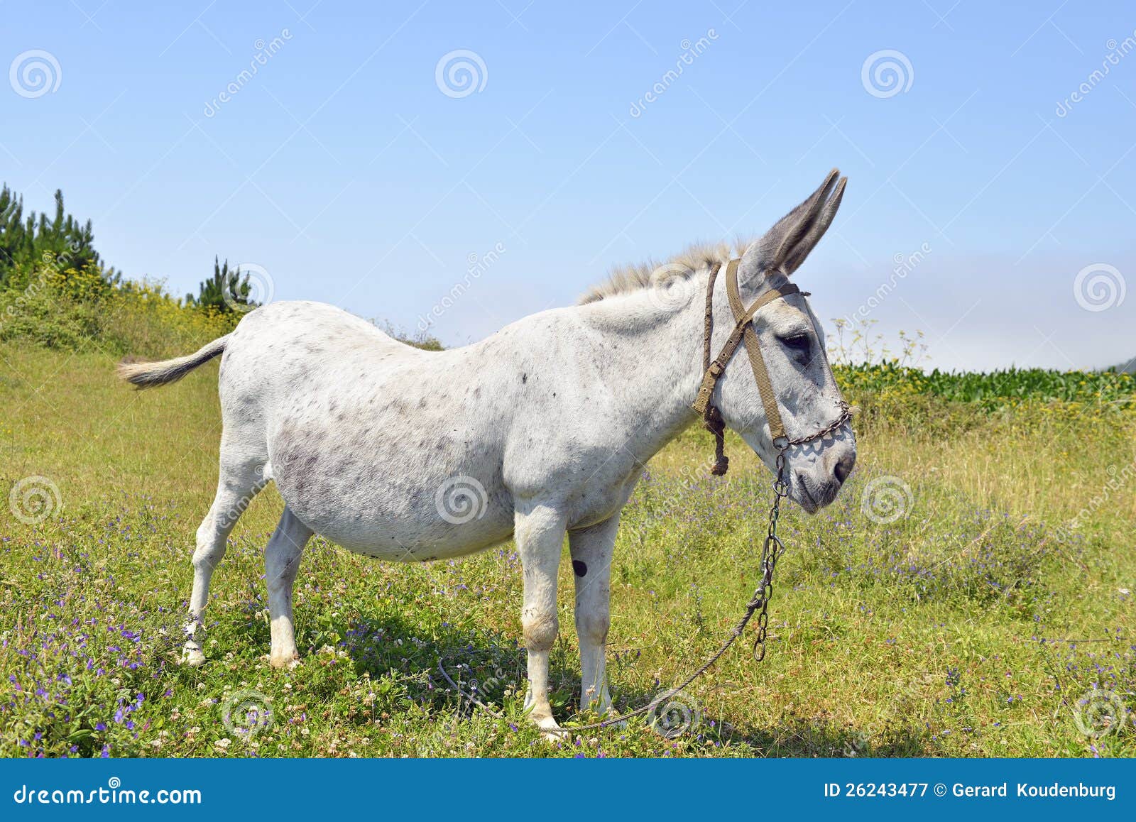 Spaanse Ezel in Groen Landschap Stock Afbeelding - Image of koppig, één ...