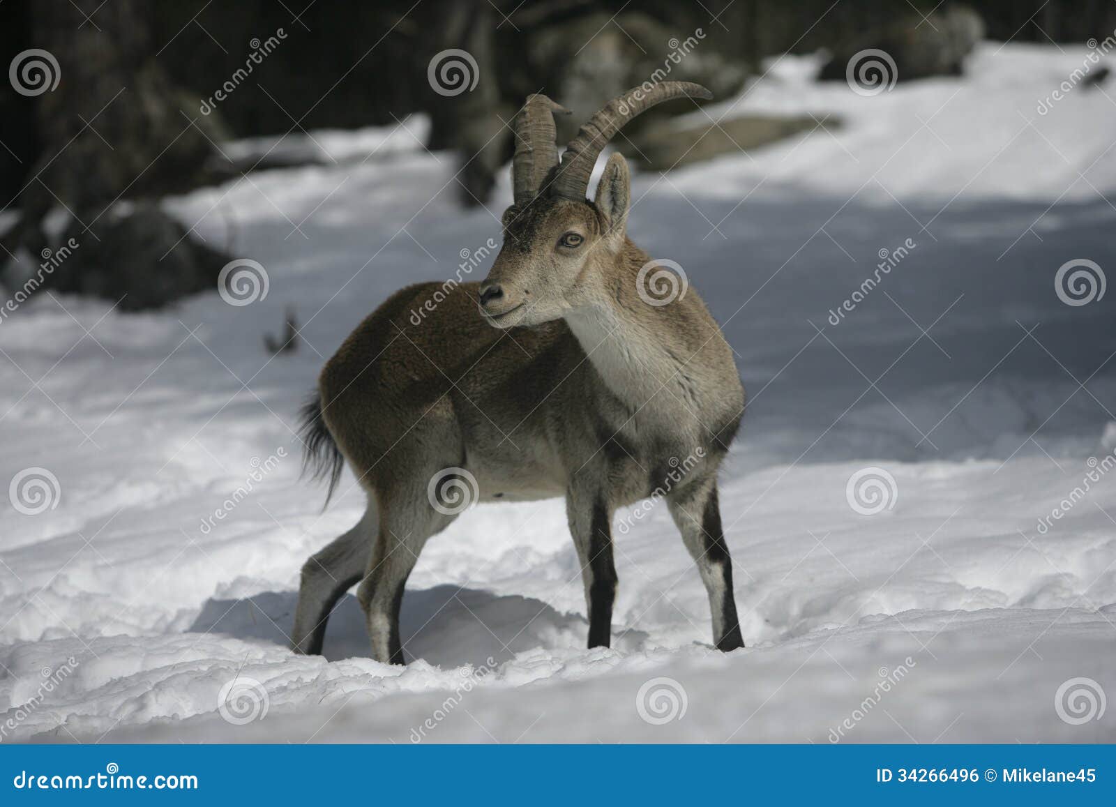 Spaanse of Iberische Steenbok, Capra-pyrenaica Stock Foto - Image of ...