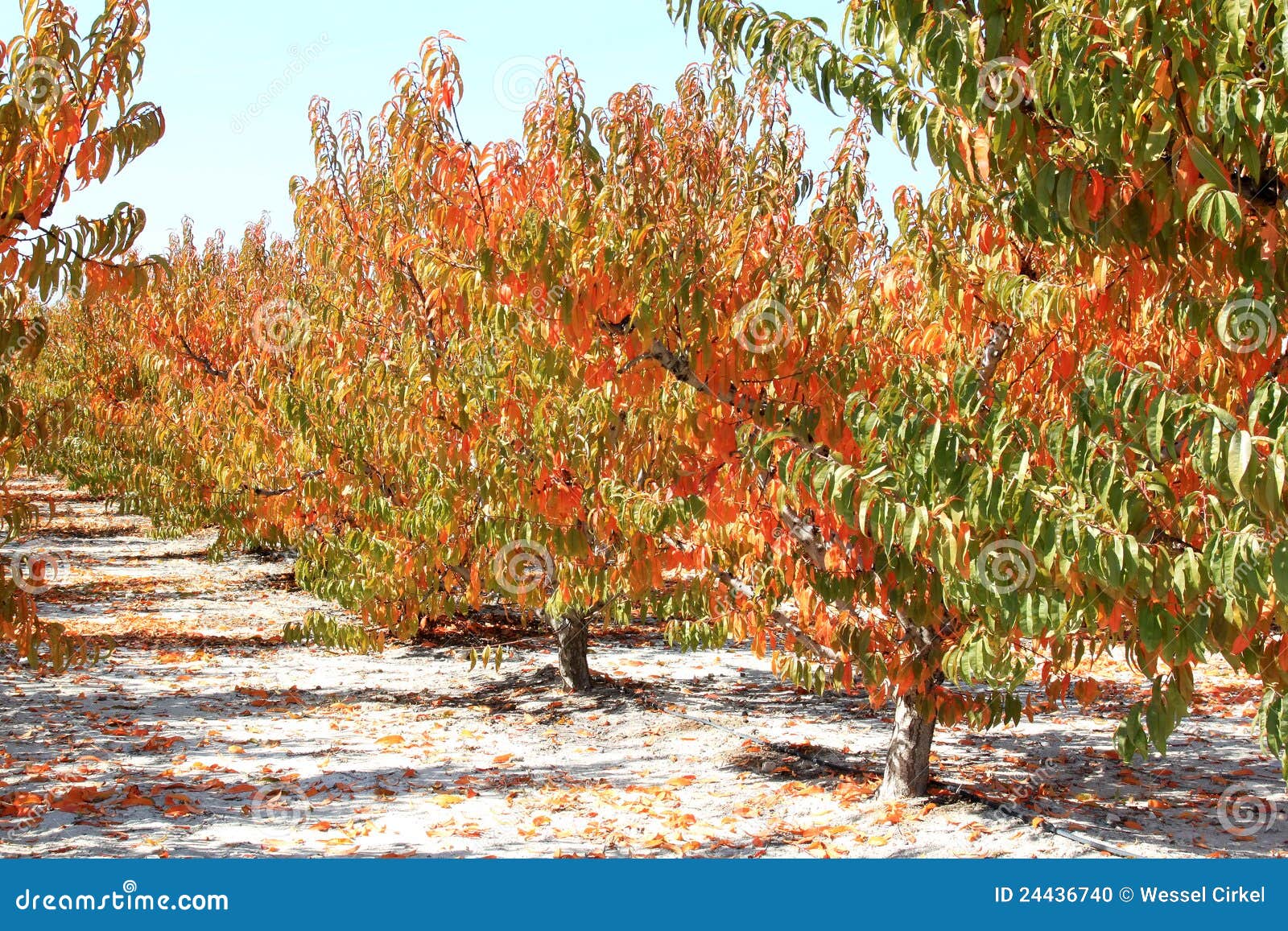 Spaanse Kersenboomgaard in De Herfst, Murcia Stock Foto - Image of ...
