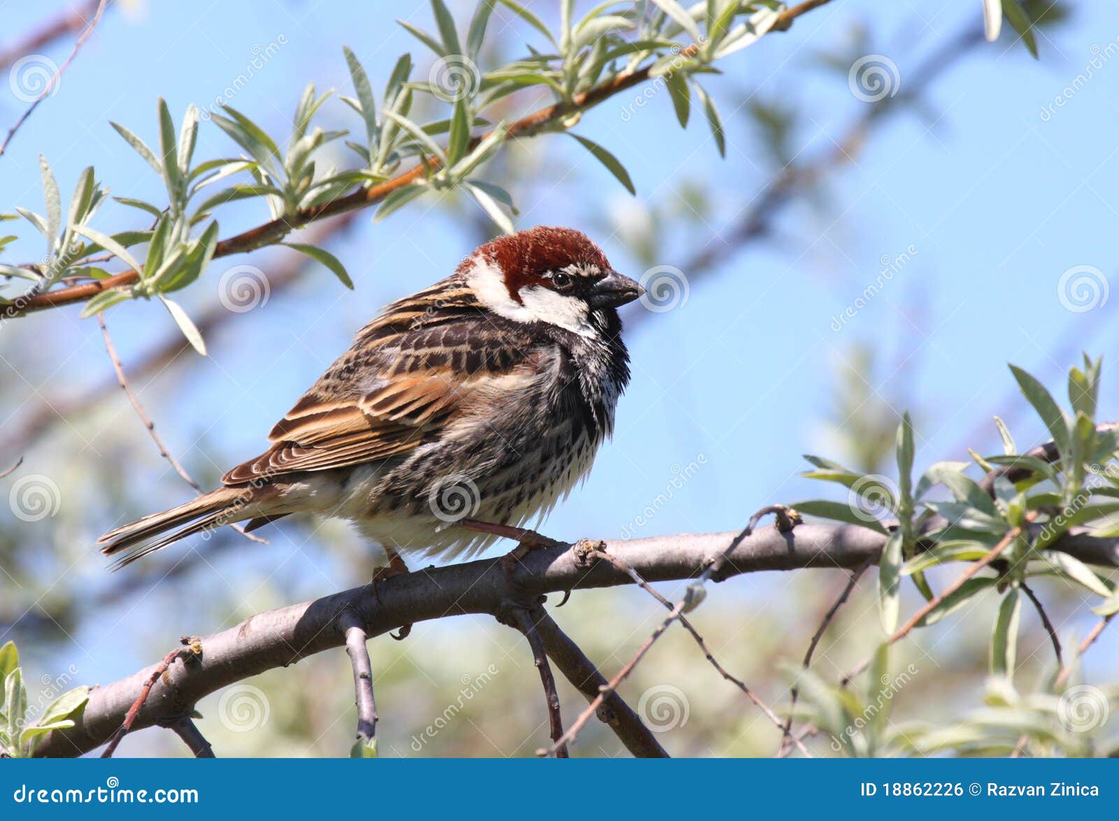 Spaanse mus stock foto. Image of vogel, overgaan, groen - 18862226