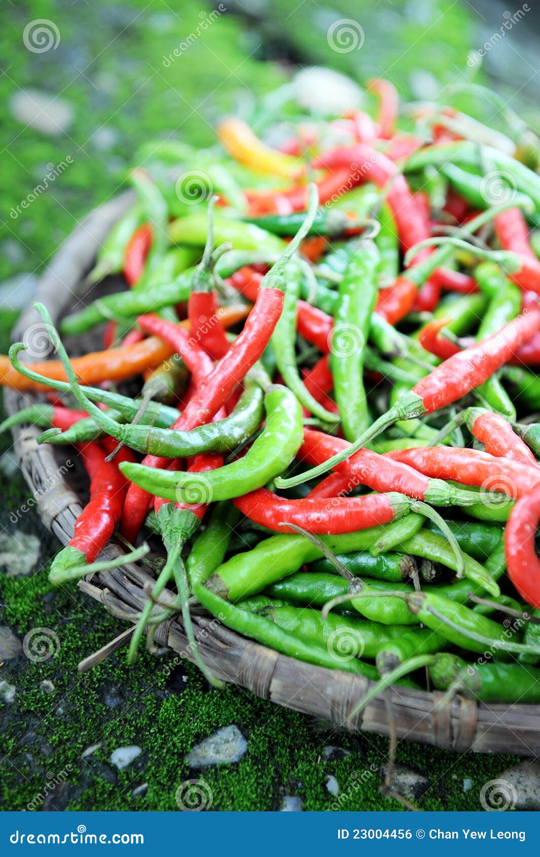 Spaanse peper stock foto. Image of gezond, nave, rood - 23004456
