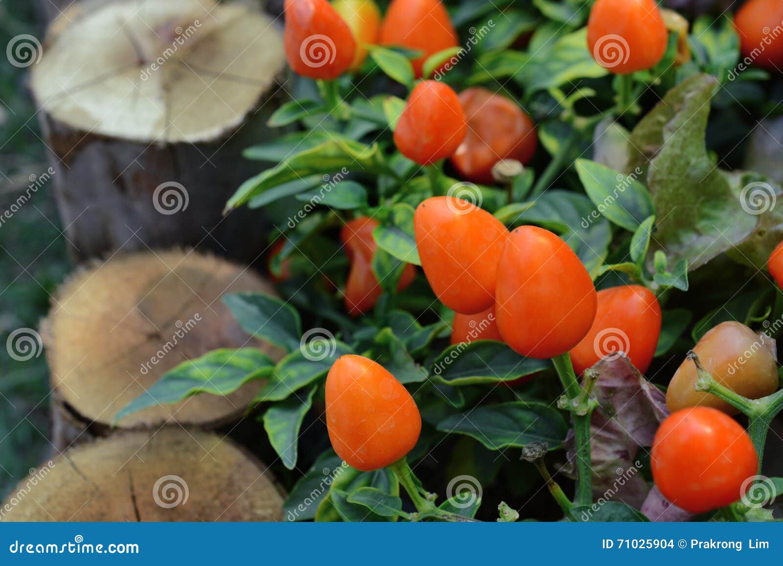 Spaanse Pepers Die in Een Moestuin Groeien Stock Foto - Image of ...