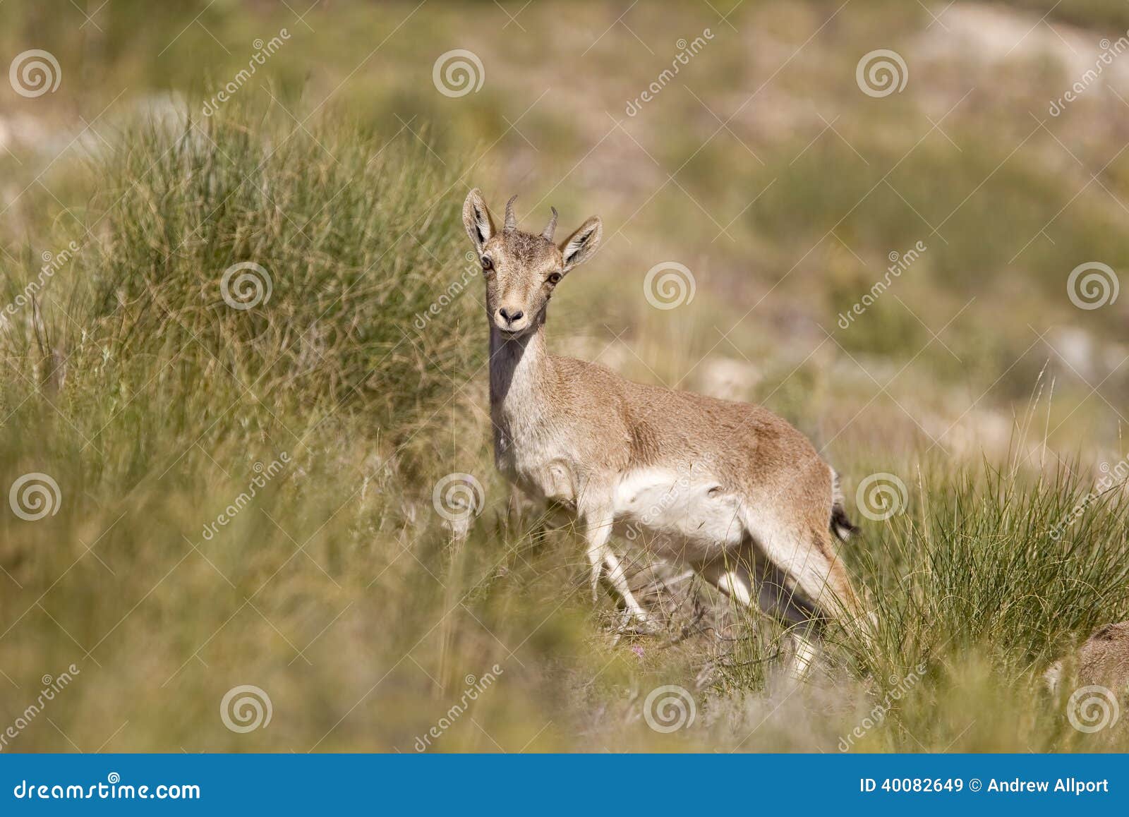 Spaanse Steenbok stock afbeelding. Image of bergen, dieren - 40082649