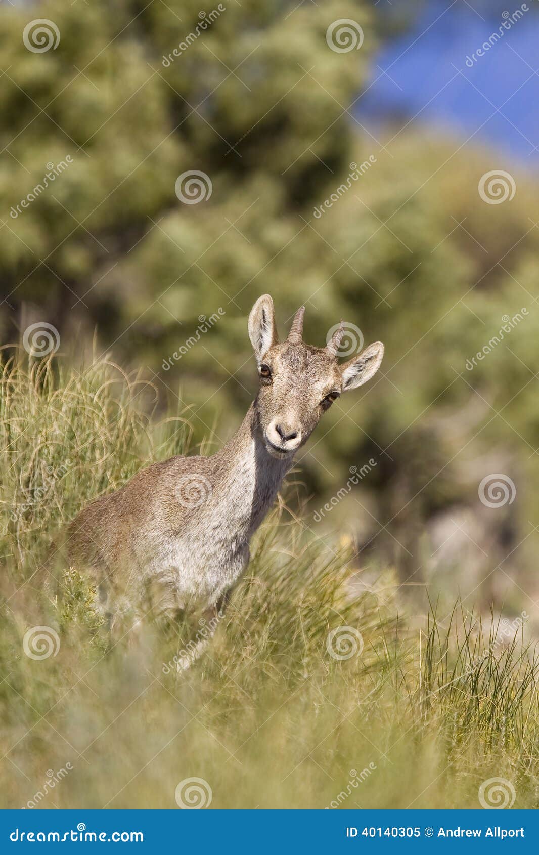 Spaanse Steenbok stock afbeelding. Image of berg, sierra - 40140305
