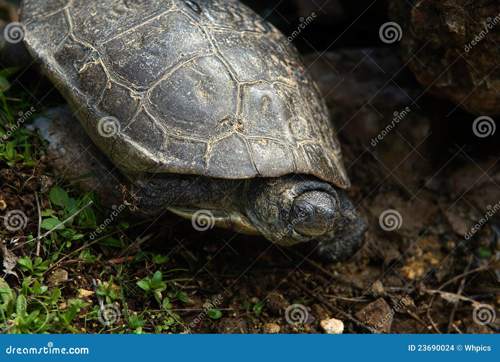 Spaanse vijverschildpad stock foto. Image of soorten - 23690024