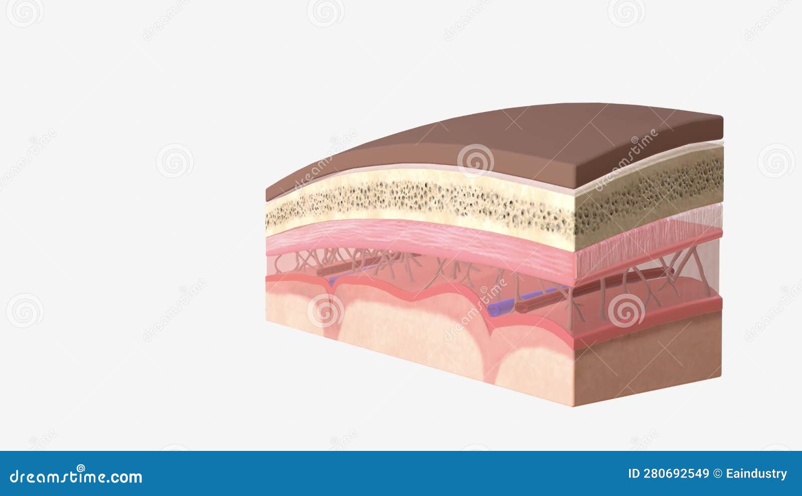 The Brain and Spinal Cord are Surrounded by Protective Layers of Tissue ...