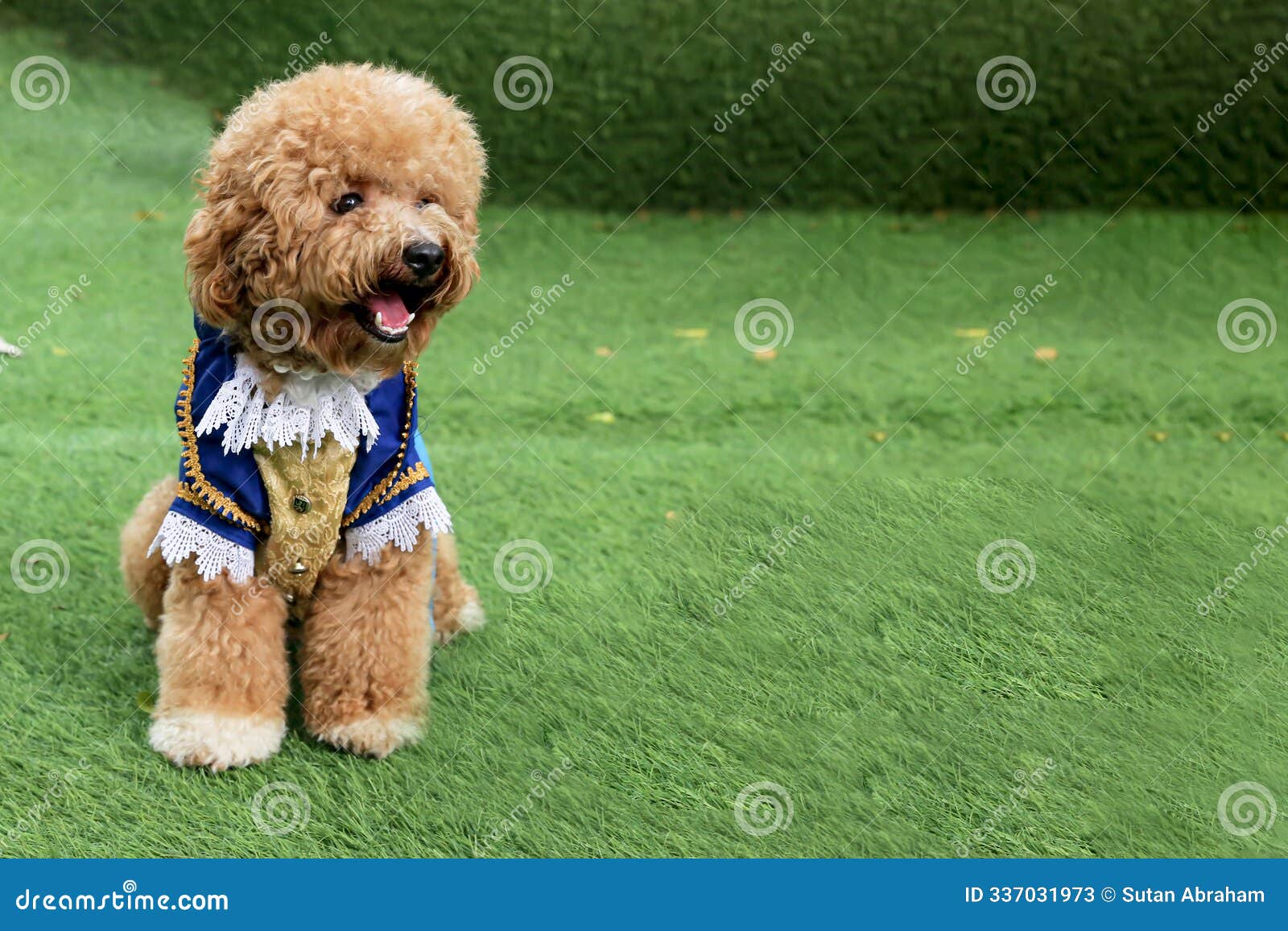 Space Available in Poodle Dressed As a Prince Stock Image - Image of ...