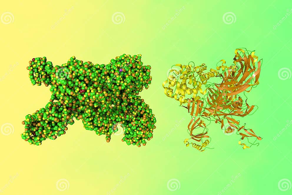 Space-filling Molecular Model and Crystal Structure of the Human ...