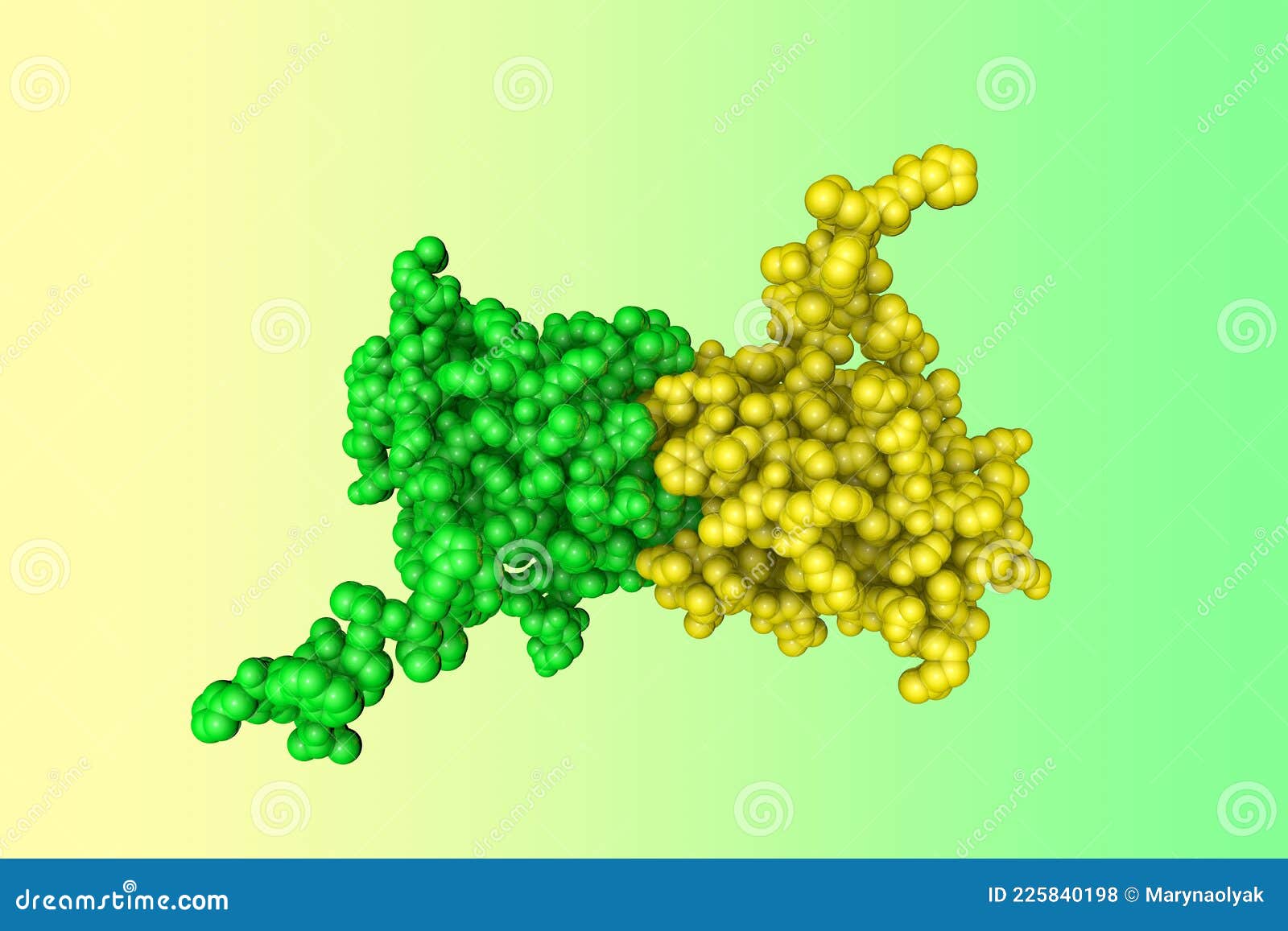 Space-filling Molecular Model of the Epstein-Barr Virus Gr42 Protein ...