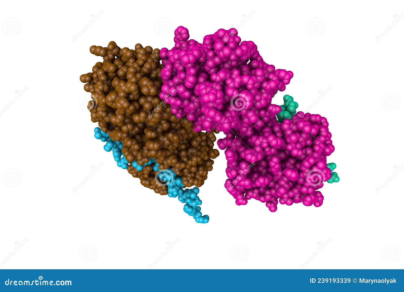 Collagenase-3 With Peptide From Pro-domain. Ribbons Diagram With ...