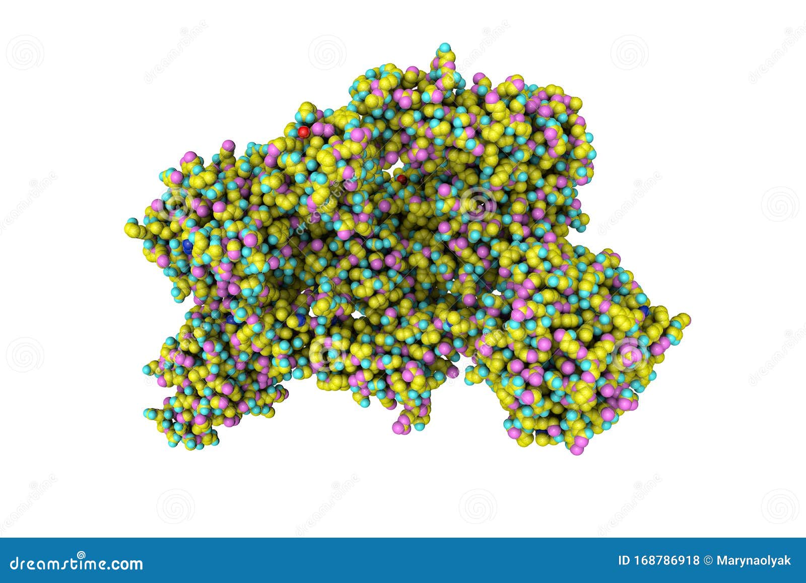 Space-filling Molecular Model of the Human Complement C3b in Complex ...