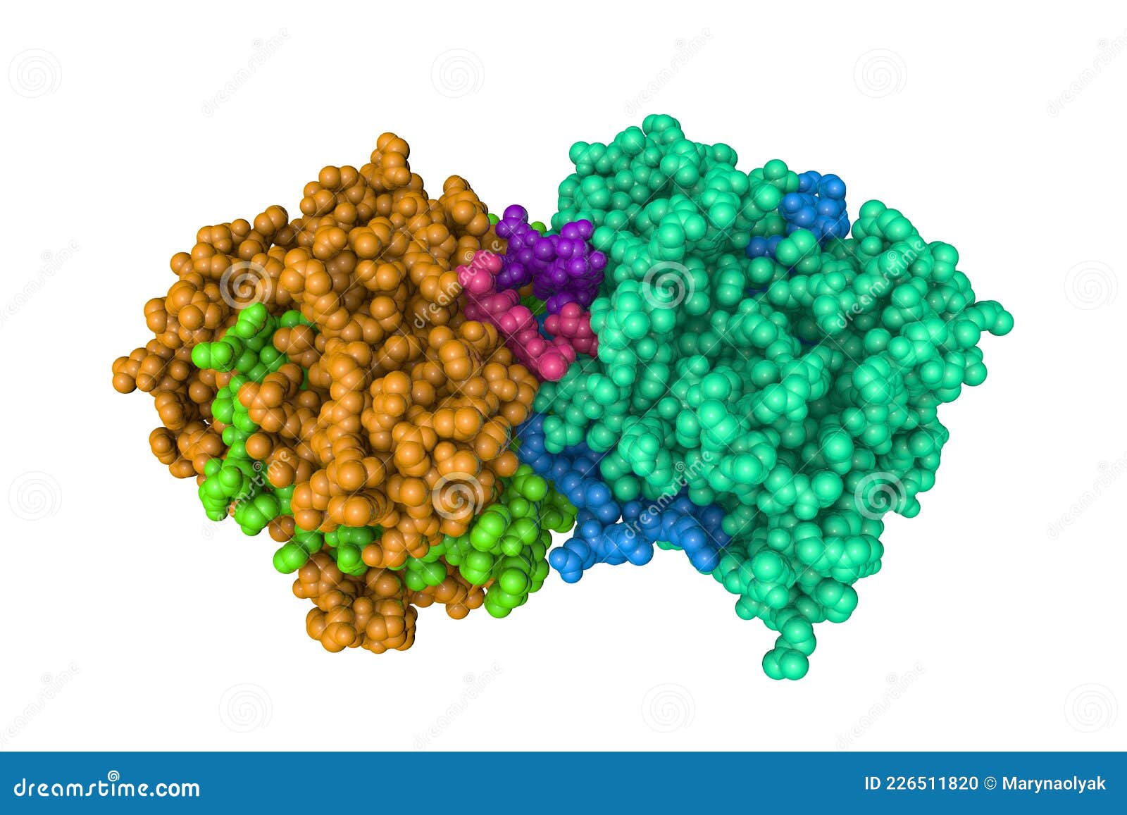 Space-filling Molecular Model of Human Myeloperoxidase Isoform C ...