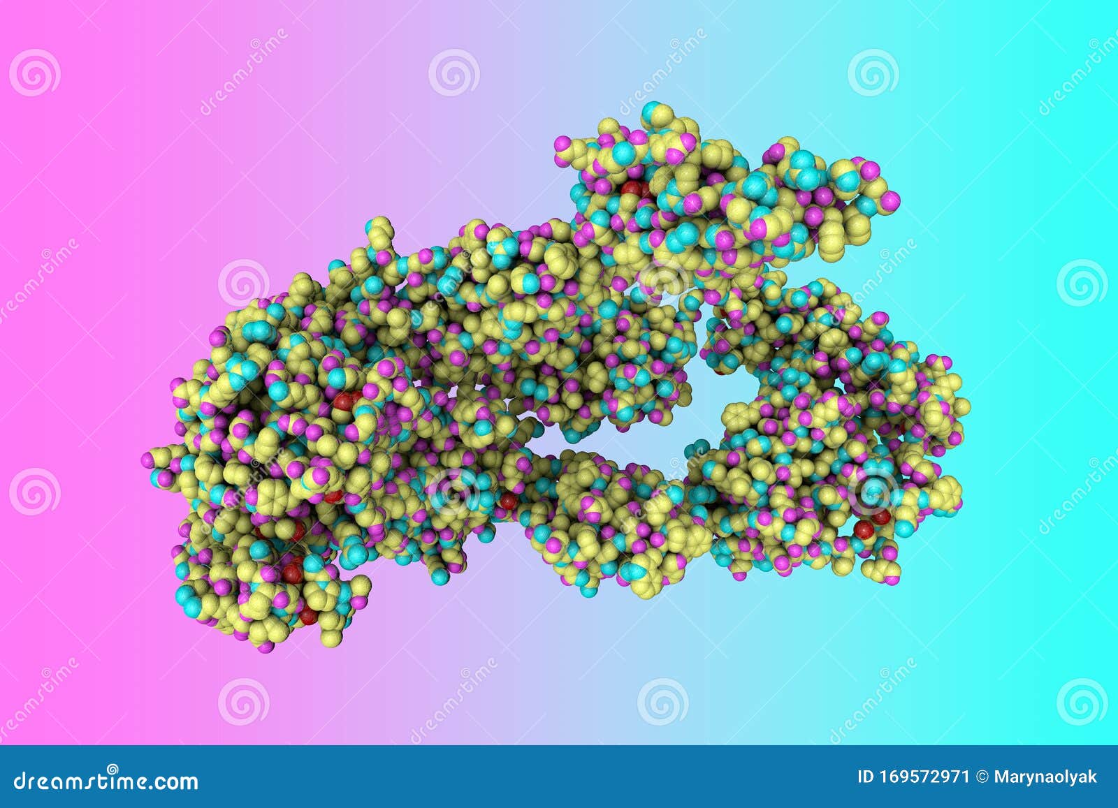 Space-filling Molecular Model of the Insulin Receptor Ectodomain in ...