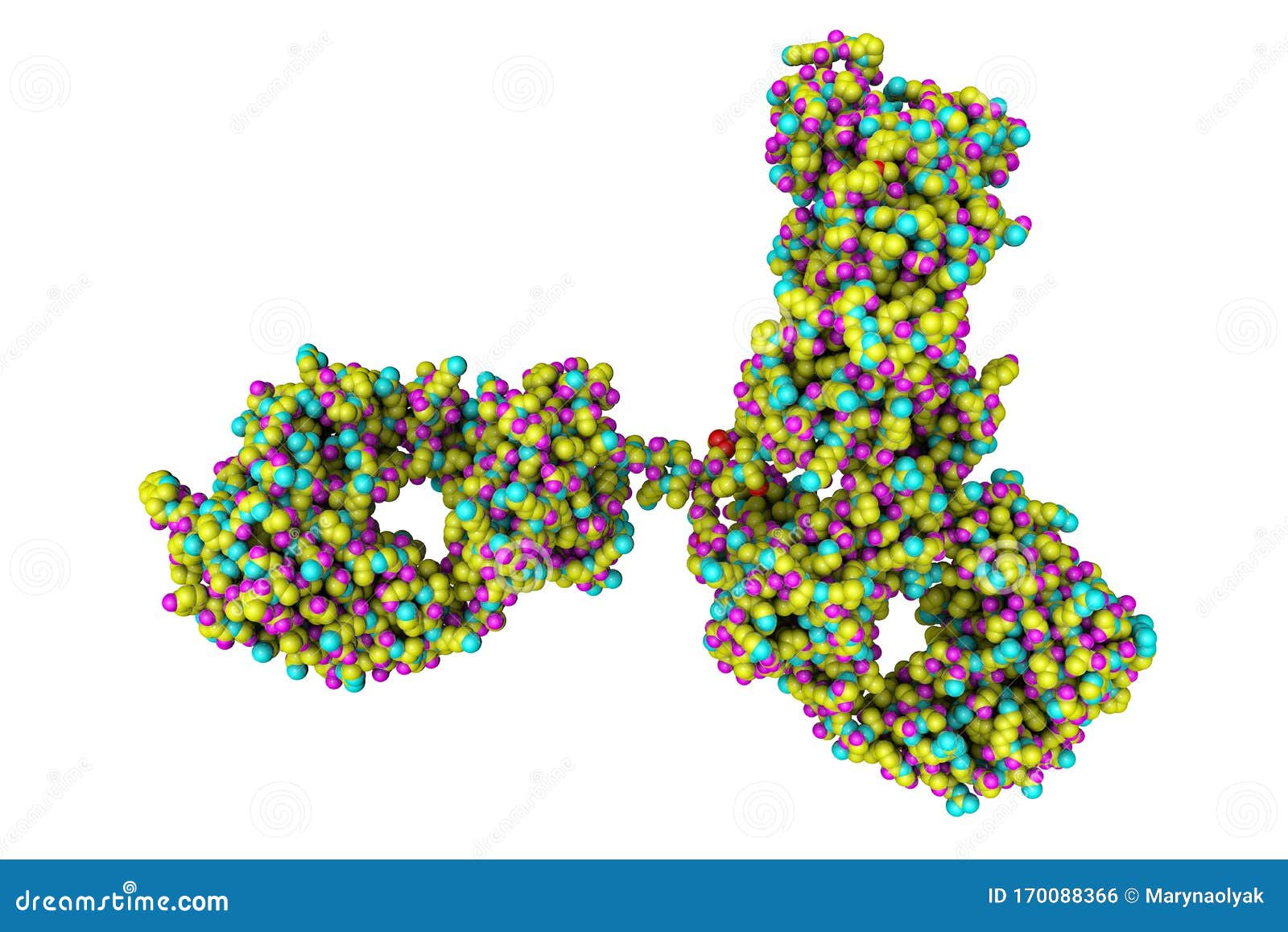 Space-filling Molecular Model of the Intact Human Immunoglobulin ... Space-filling Molecular Model of the Intact Human Immunoglobulin ...
