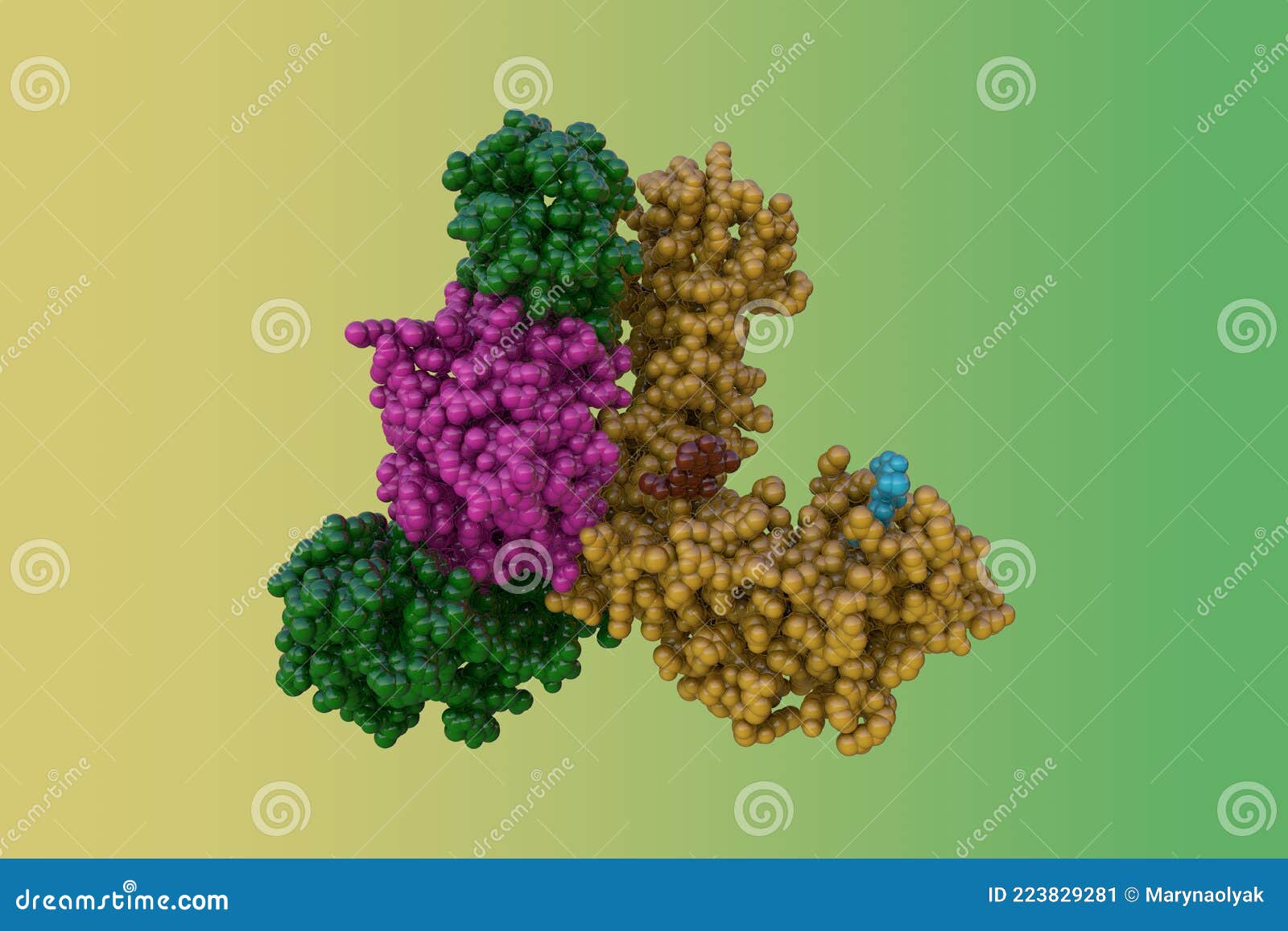 Space-filling Molecular Model of an Interleukin-1 Receptor Complex ...