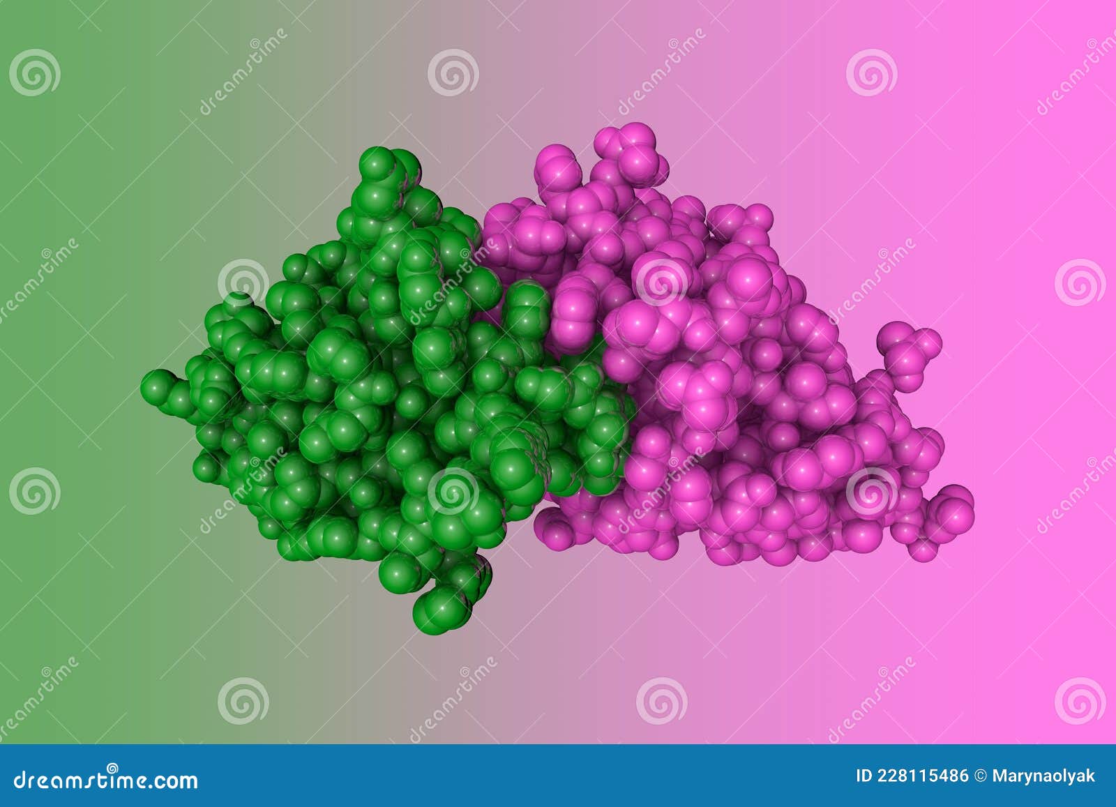 Space-filling Molecular Model of the N-terminal Domain of ...