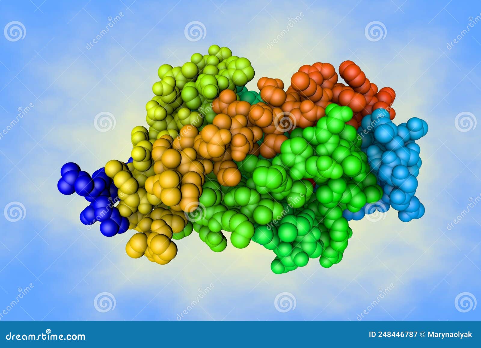Space-filling Molecular Model of the Nuclear Receptor for Vitamin D in ...