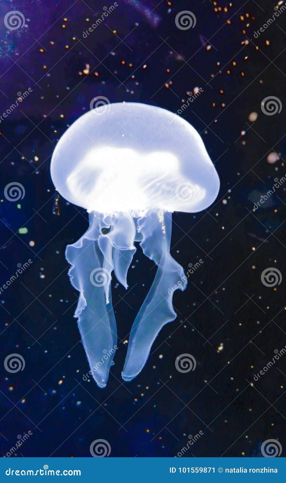 Space jellyfish stock image. Image of fish, dangerous - 101559871