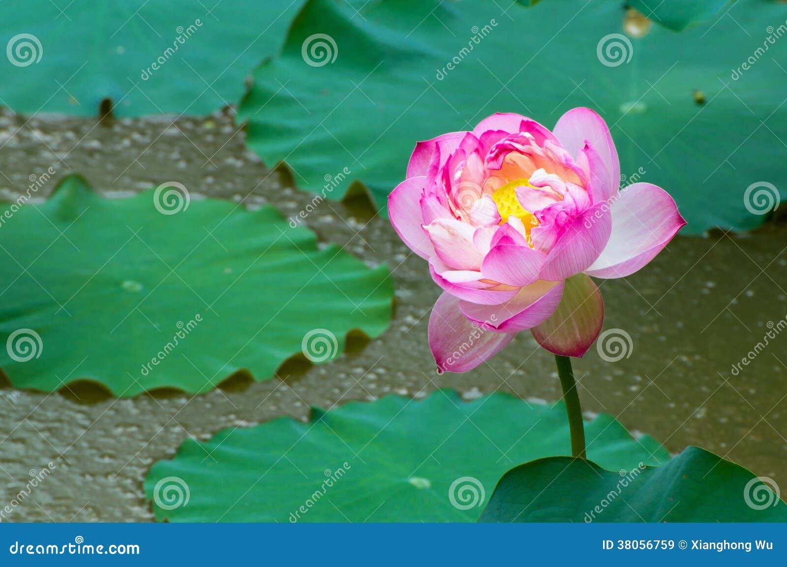 Space lotus stock image. Image of lotus, float, background - 38056759