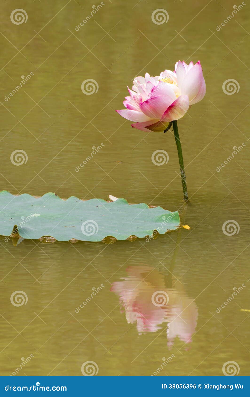 Space lotus and Reflection stock photo. Image of garden - 38056396