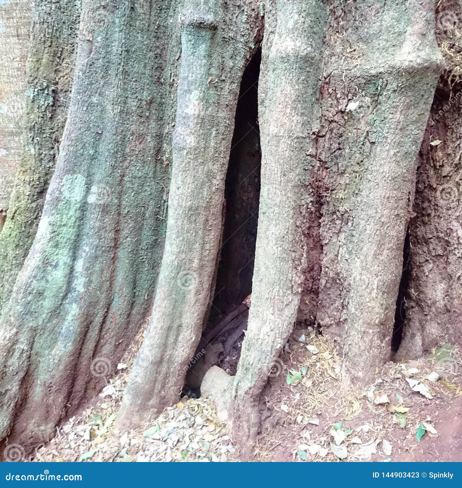 Space in between the Roots of a Tree Stock Image - Image of surrounding ...