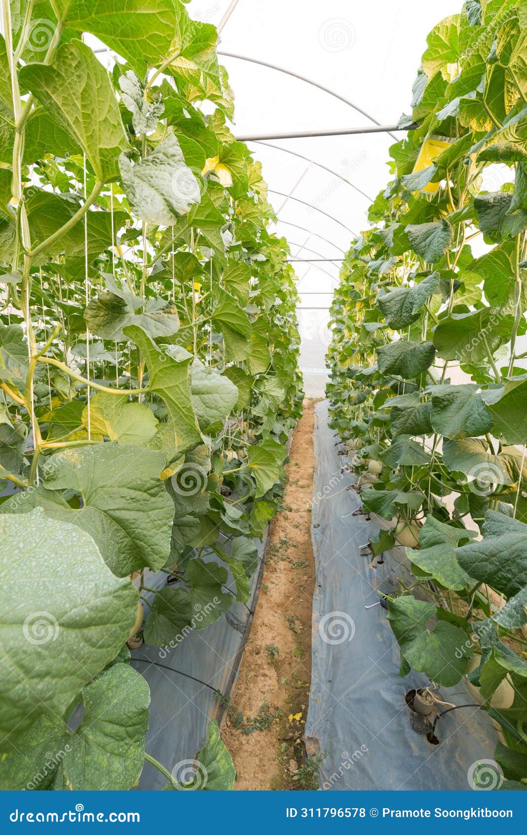 Space between of Row of Fresh Melon Tree Stock Photo - Image of organic ...