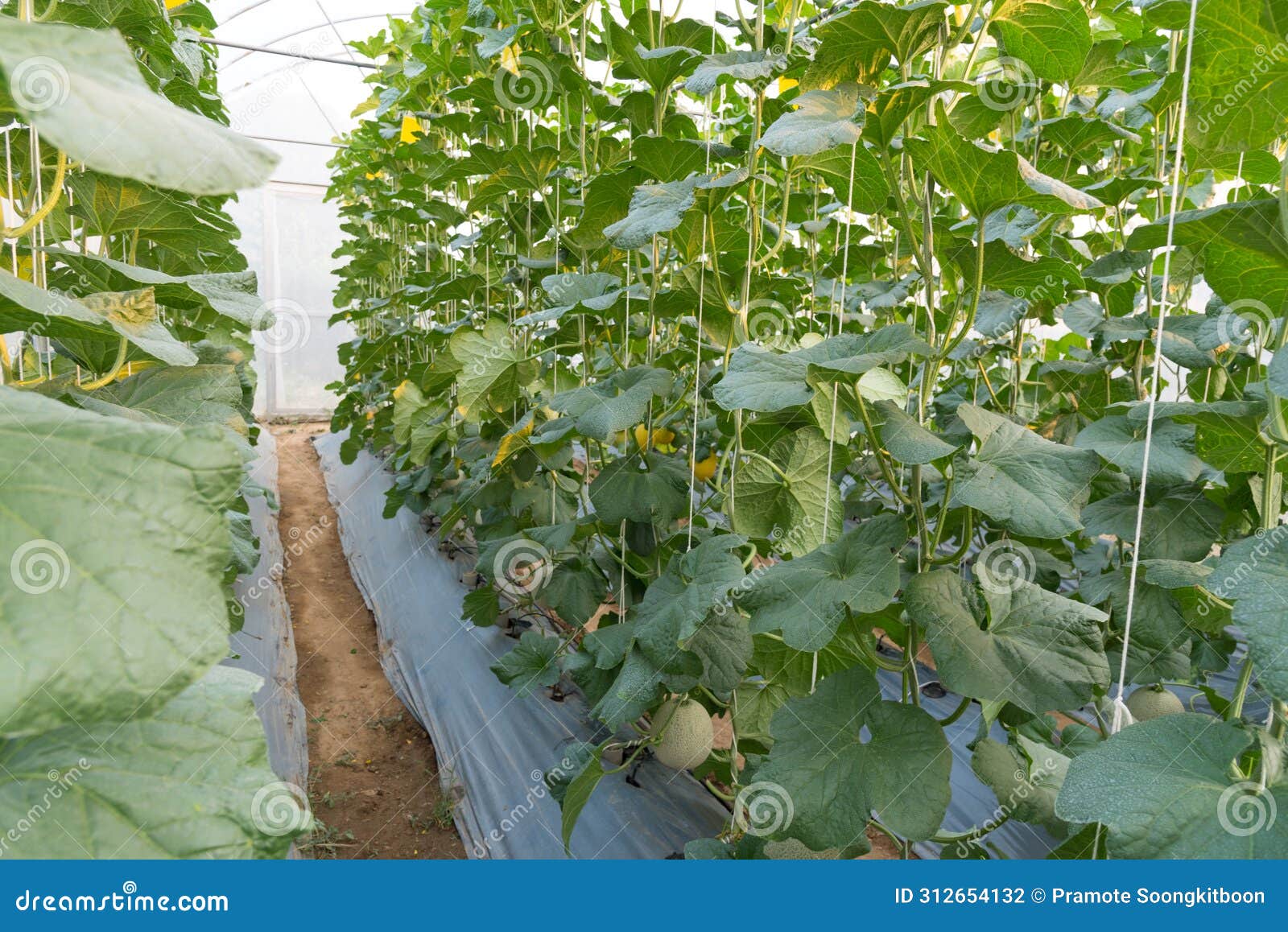 Space between of Row of Fresh Melon Tree Stock Photo - Image of ...