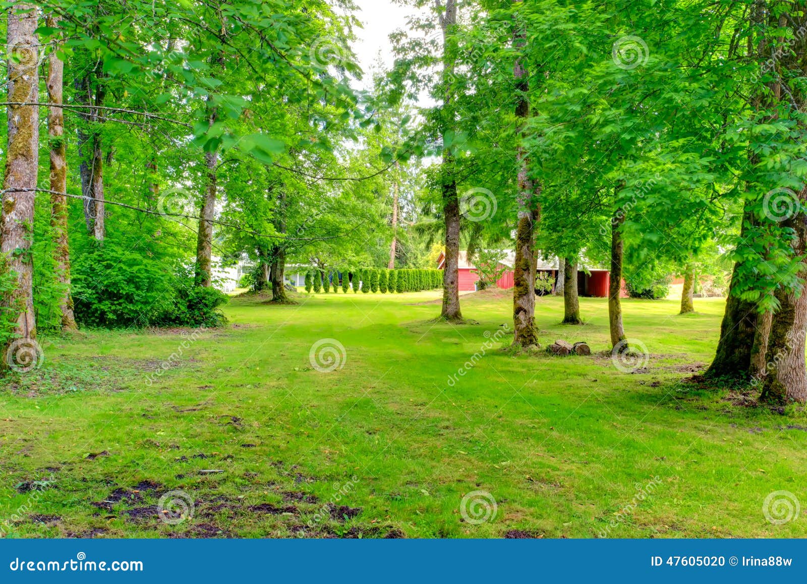 Spacious Front Yard Landscape with Lawn and Trees Stock Photo - Image ...