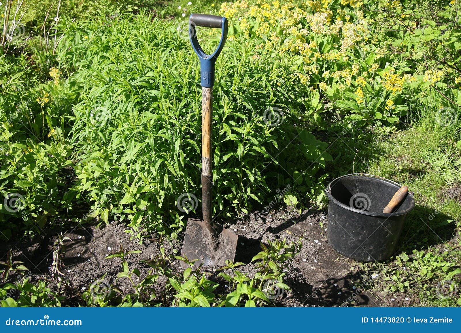 Spade stock photo. Image of potted, shovel, summer, construction - 14473820