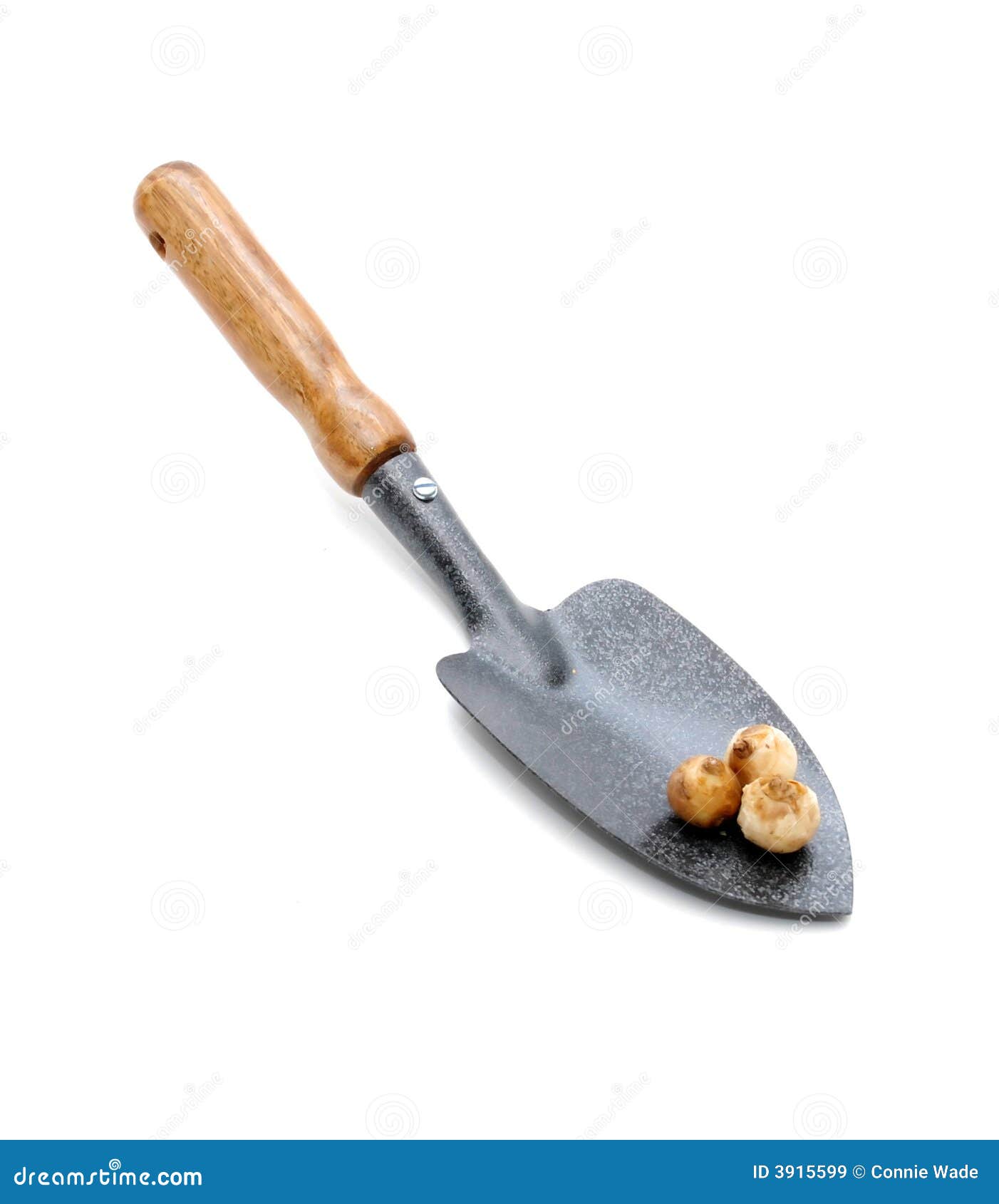 Spade and Bulbs stock image. Image of trowel, digging - 3915599