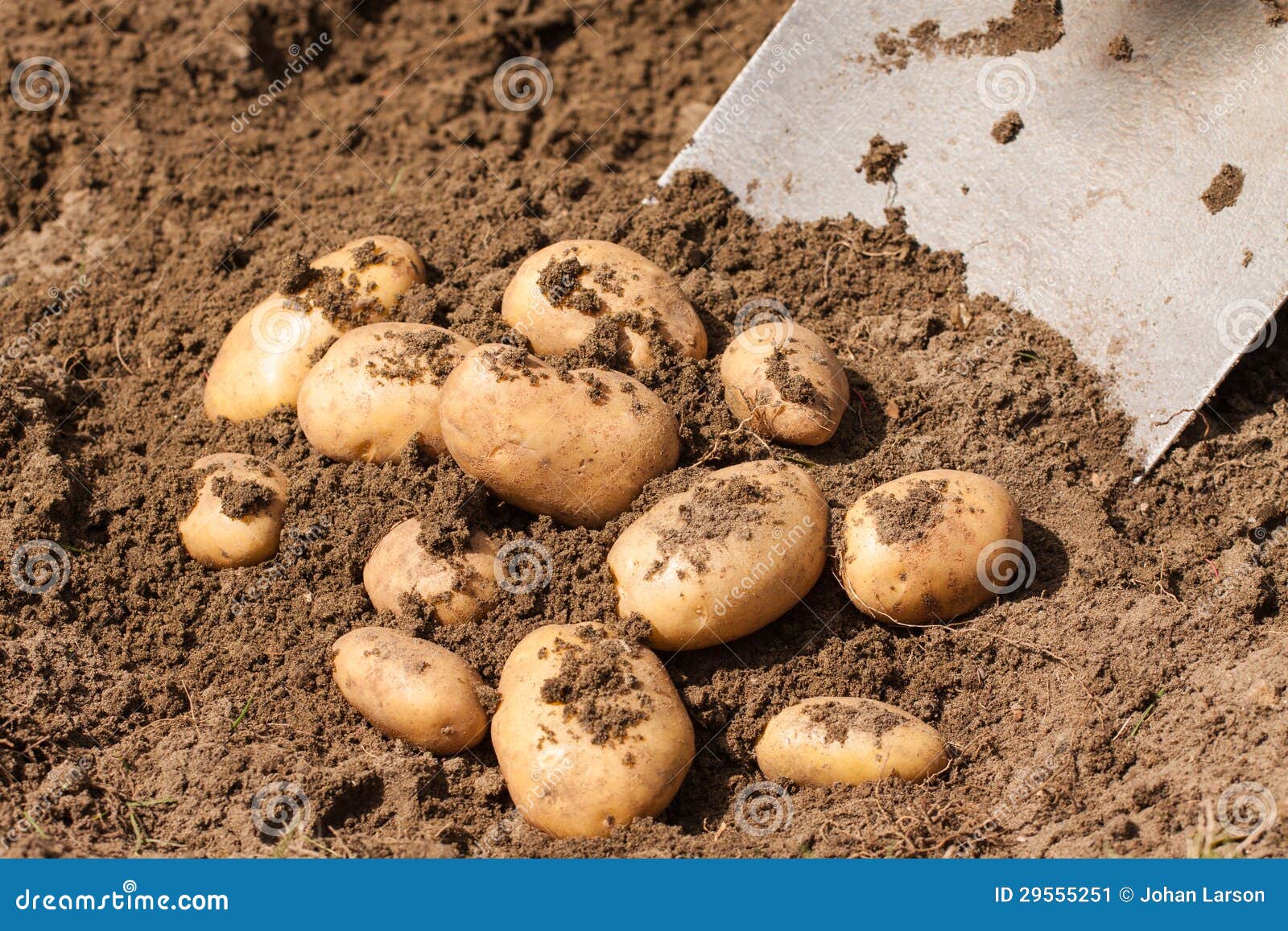 Spade Digging Up Fresh Potatoes Stock Image - Image of agriculture ...