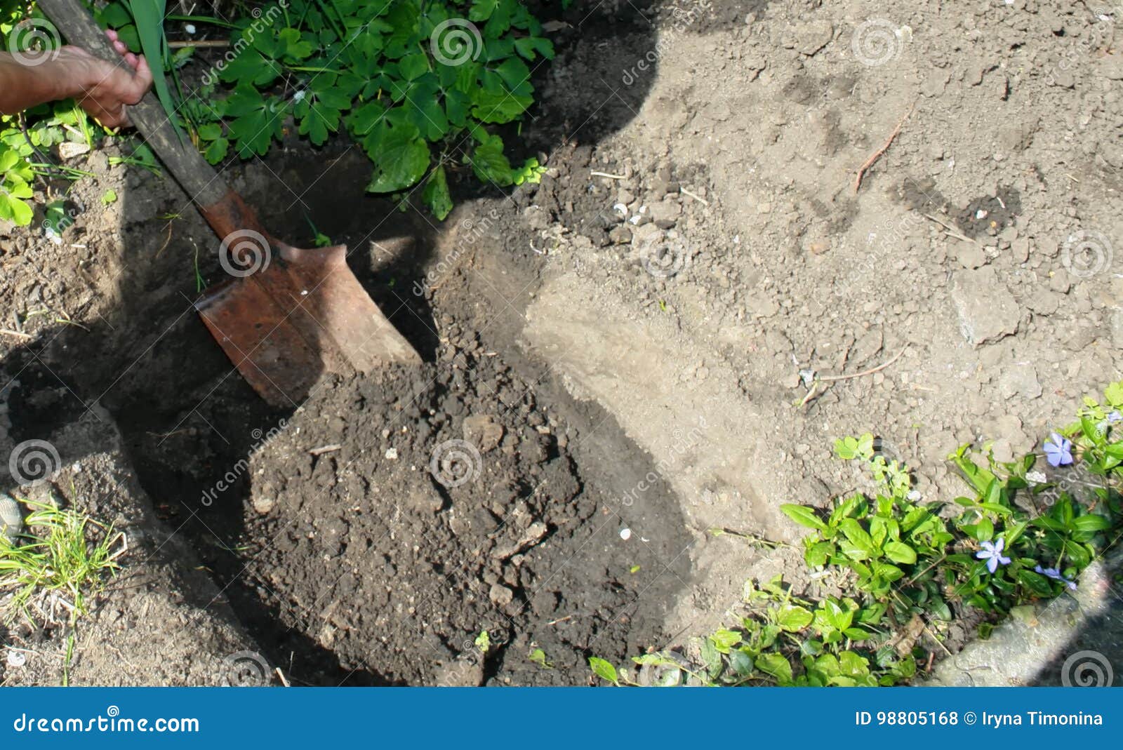 With a Spade Digs a Large Pit for Planting a Tree Stock Photo - Image ...
