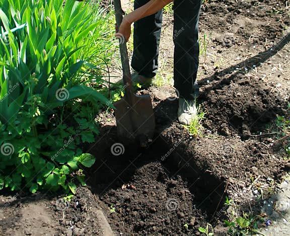 With a Spade Digs a Large Pit for Planting a Tree Stock Image - Image ...