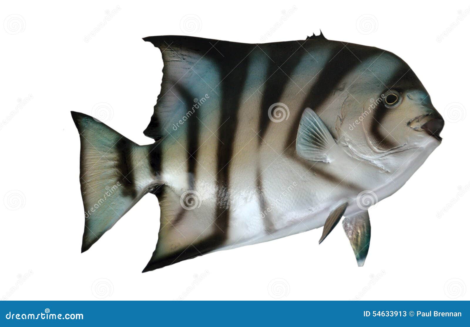Spade fish stock image. Image of spadefish, silver, isolated - 54633913