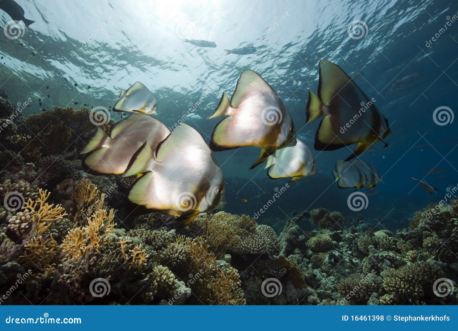 Spade fish at Yolanda reef stock photo. Image of marine - 16461398