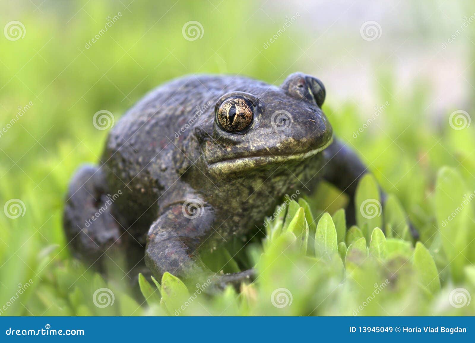 Spade Foot Toad - Pelobates Fuscus Stock Image - Image of animal, frog ...